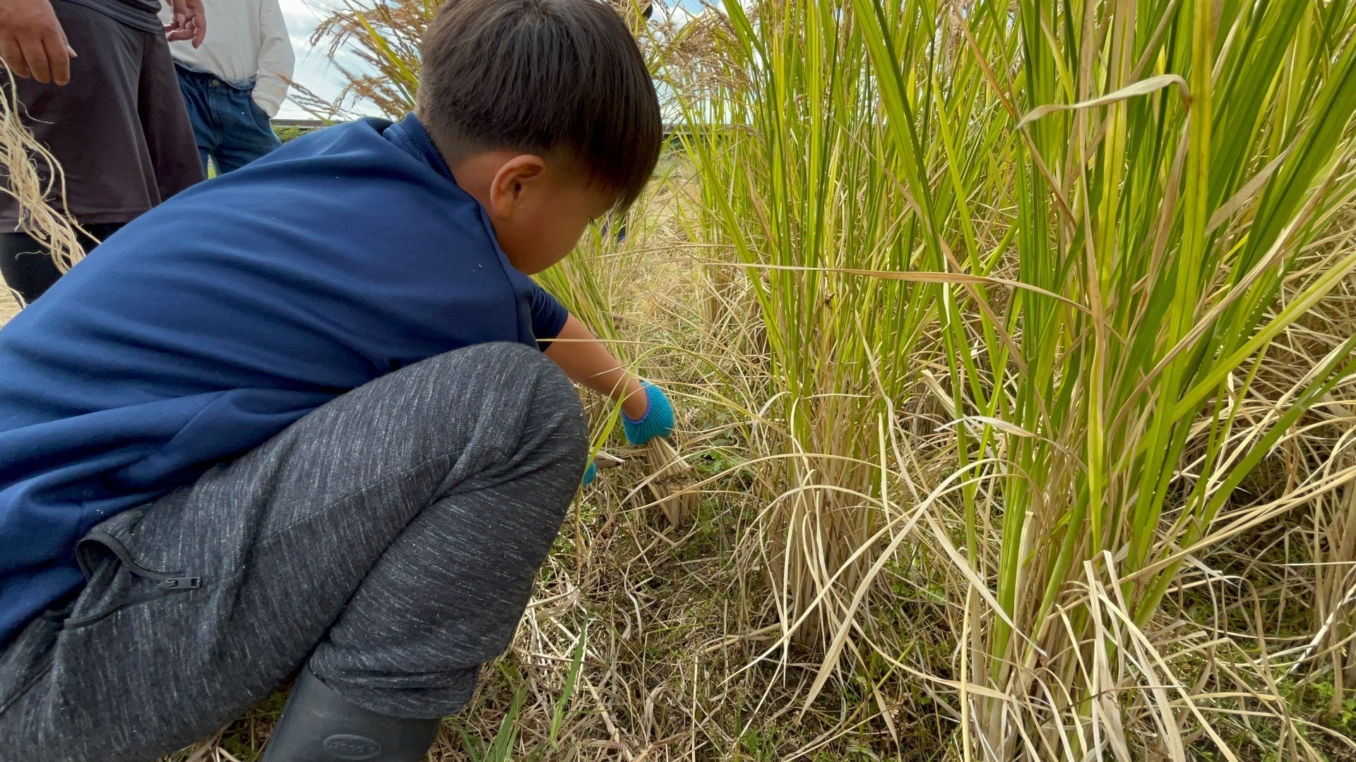 VIRTUS稲刈りinヌマーランド: 徳は孤ならず必ず隣あり